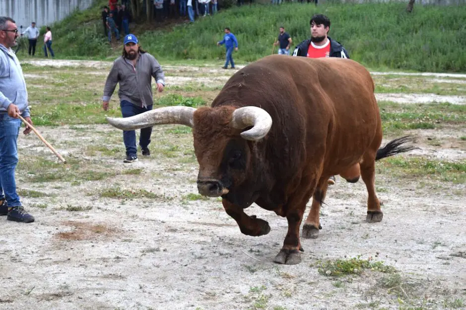 They Brought A Bull Everyone Said Should Be Destroyed Until Everything ...